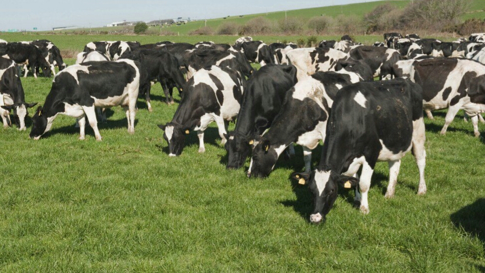 Denmark pledges to help Nigeria improve local milk production | Premium ...