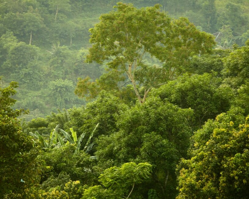 Nigeria joins global partnership against forest destruction