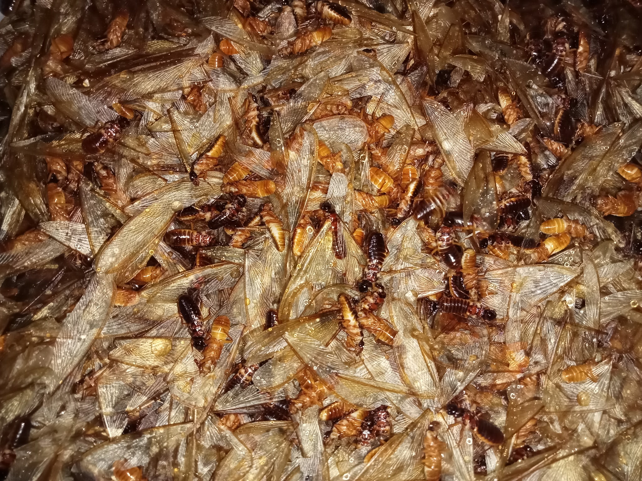 Yummy photo of edible insect elicits nostalgia among Nigerians