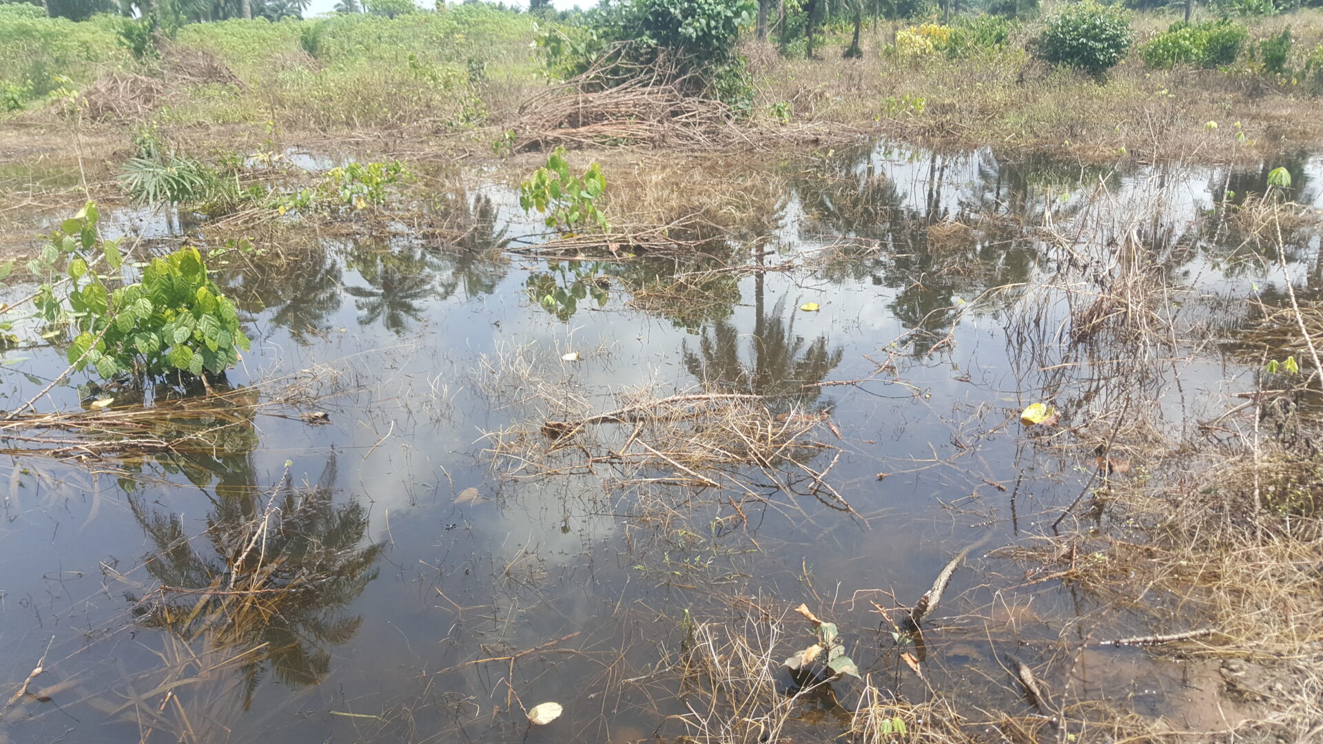 SPECIAL REPORT: How floods destroyed farmlands, submerged houses in Imo ...