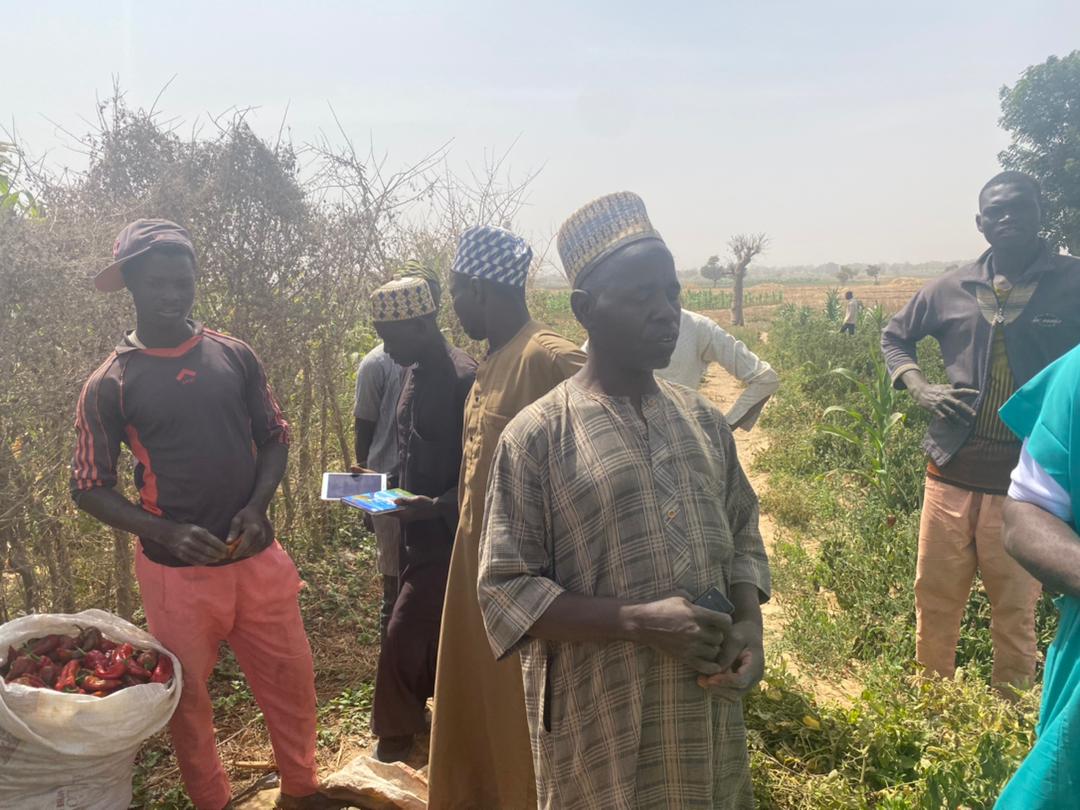 PHOTO STORY: In Kano, Bell Pepper farmers narrate harvest experience
