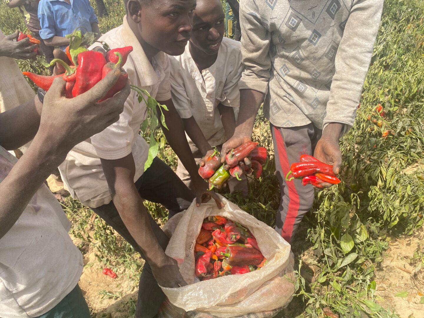 PHOTO STORY: In Kano, Bell Pepper farmers narrate harvest experience
