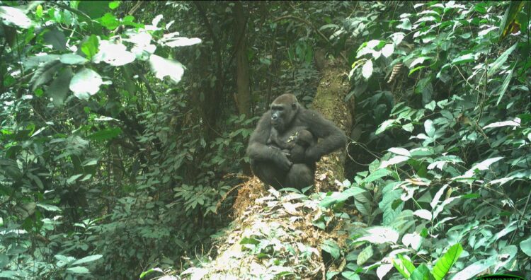 INTERVIEW: How we're protecting Nigeria's gorillas, other endangered ...