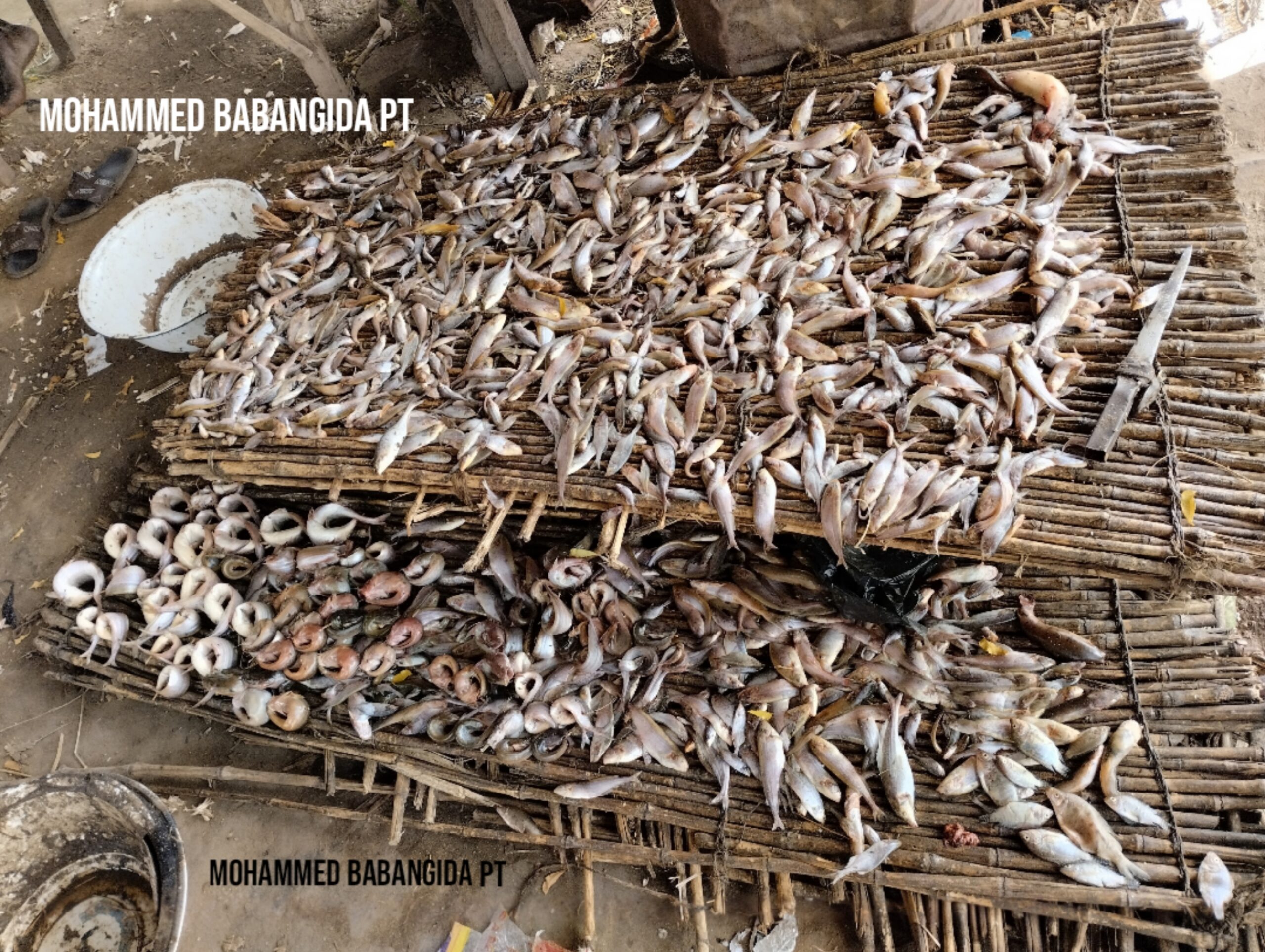 SPECIAL REPORT: Fishermen lament as Climate Change disrupts Argungu ...